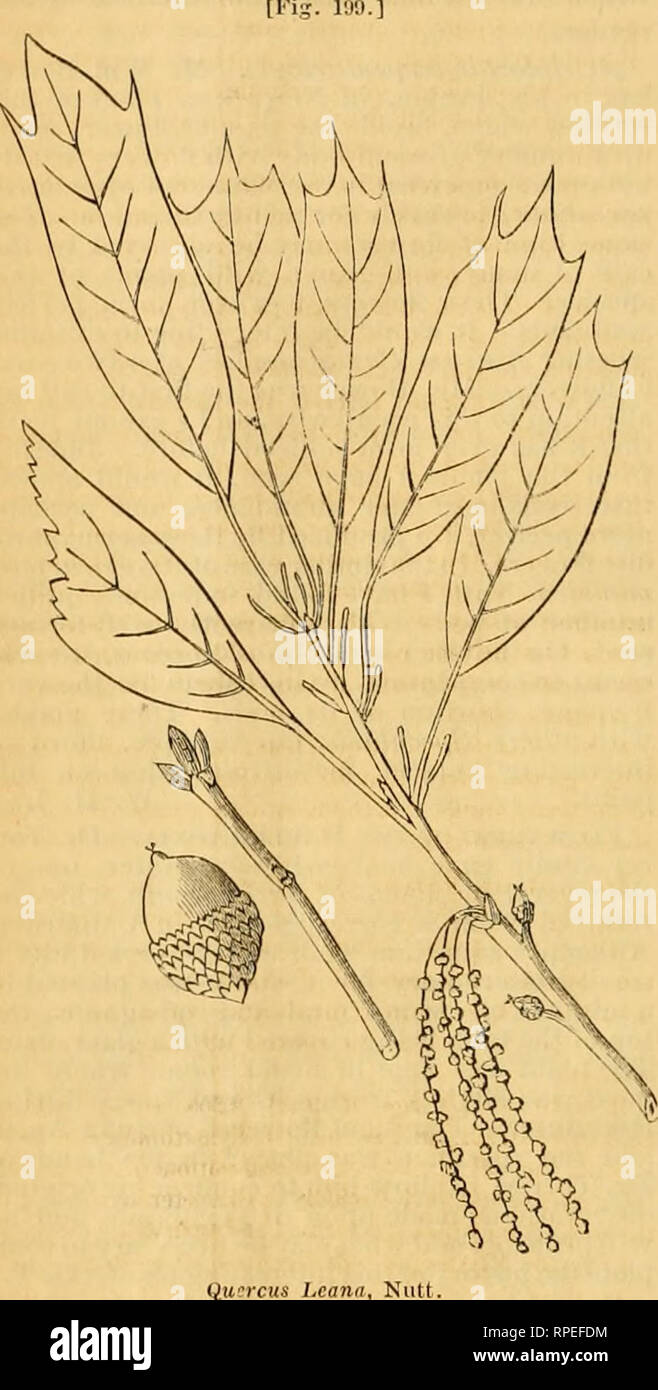Quercus leana hi-res stock photography and images - Alamy