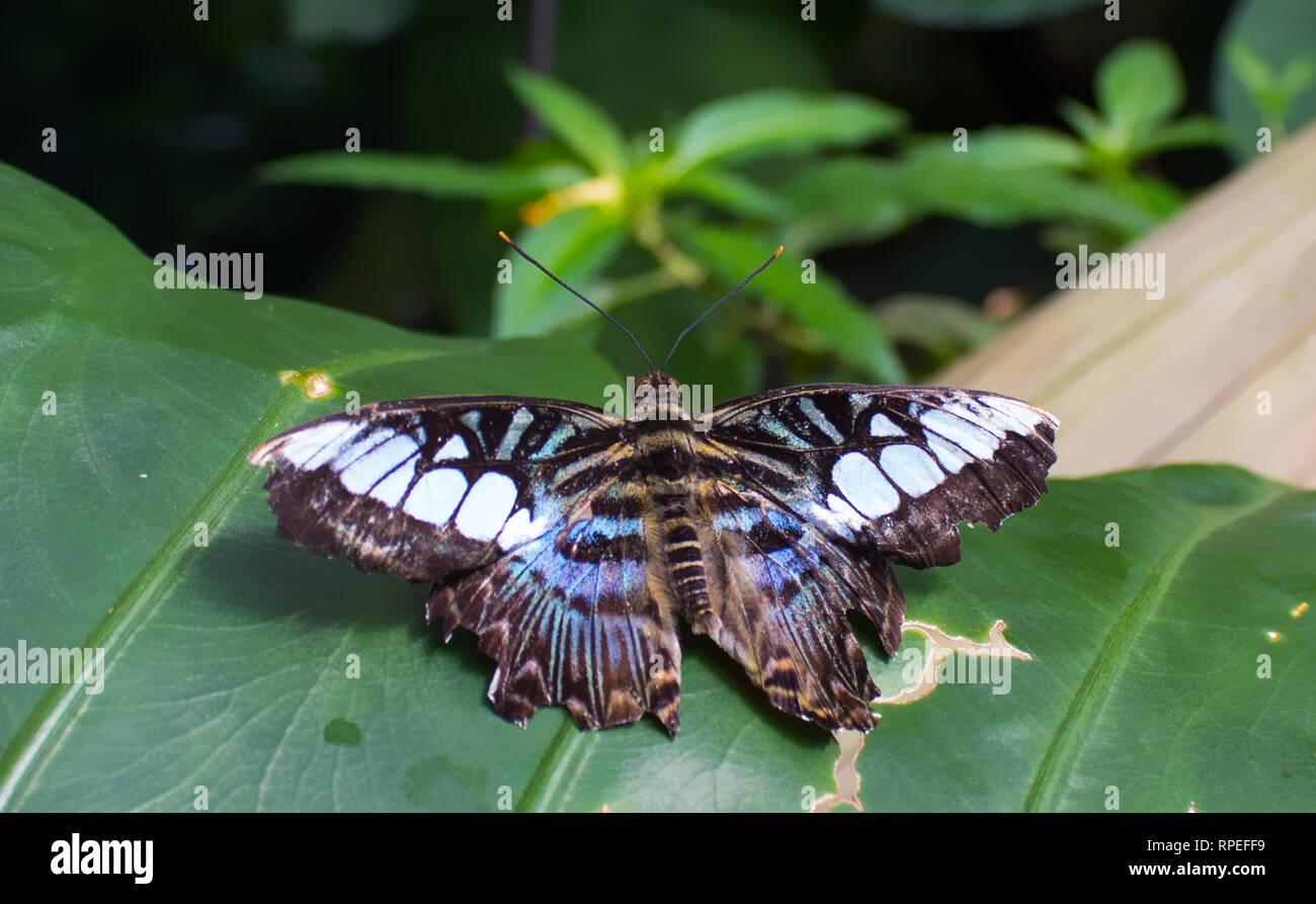 Exotic butterfly species hi-res stock photography and images - Alamy