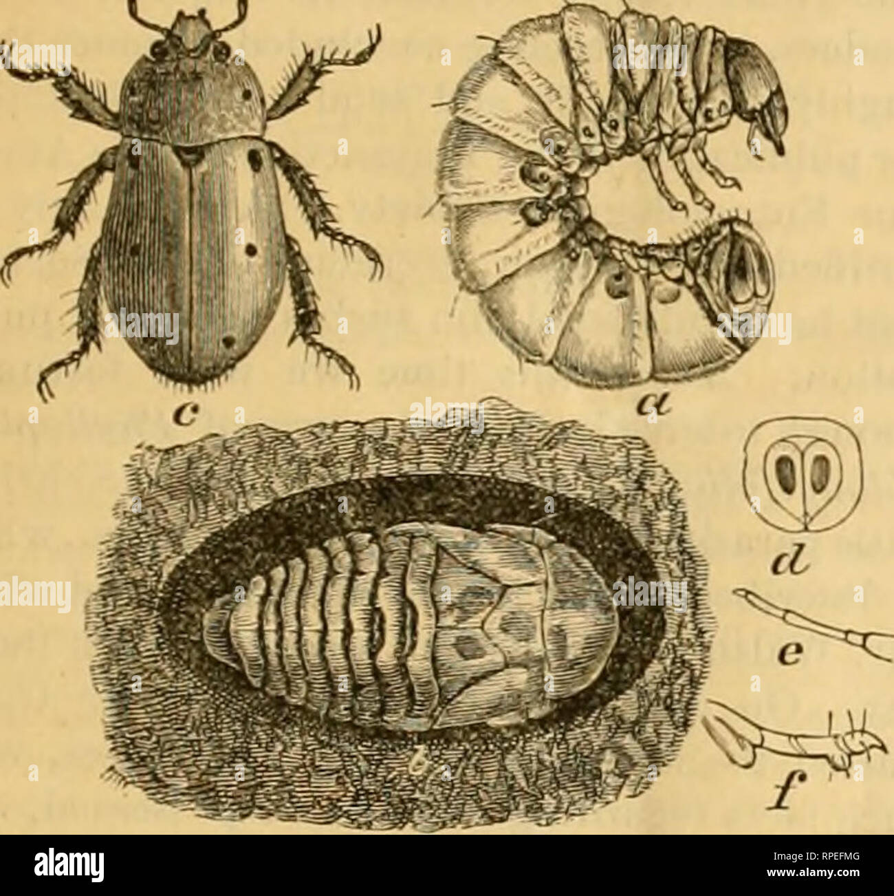 Snapping beetles hi-res stock photography and images - Alamy