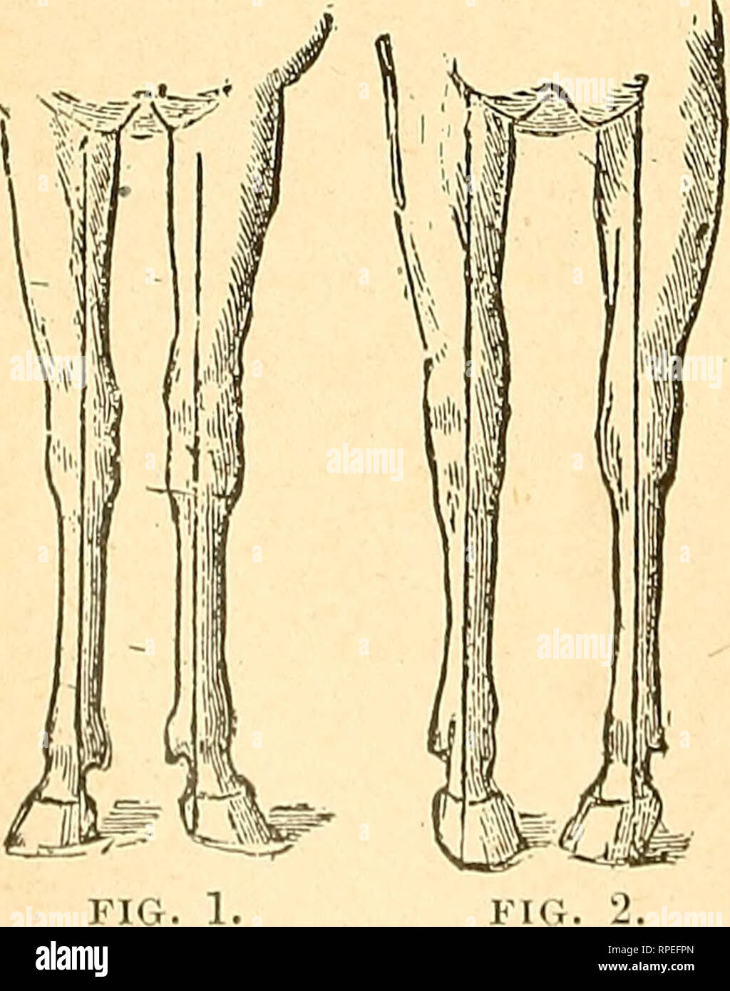 Hind Leg Conformation Horse