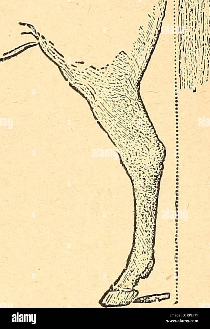 . The American farmer's horse book; a pictorial cyclopedia of facts ...