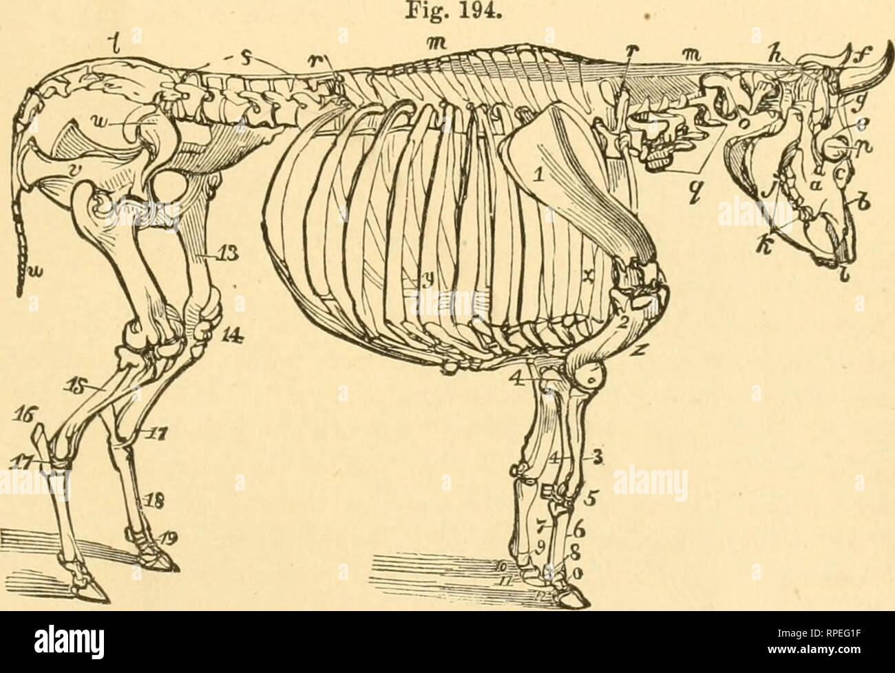 Long thin hind legs hi-res stock photography and images - Alamy