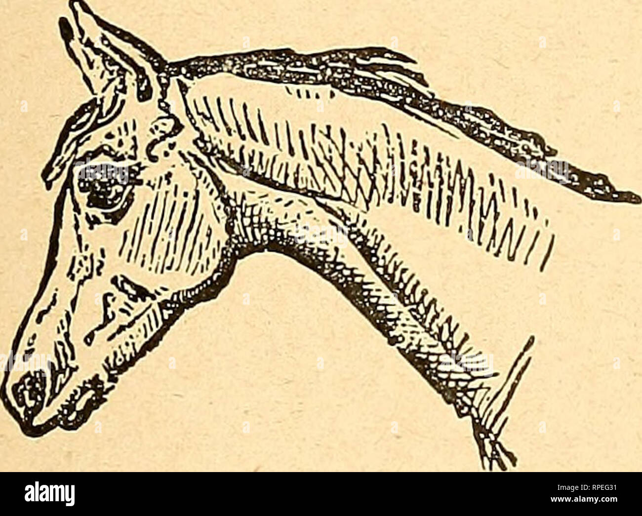 . The American farmer's horse book; a pictorial cyclopedia of facts ...