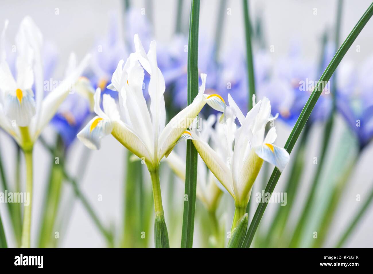 Iris reticulata 'Natascha' flowers Stock Photo - Alamy