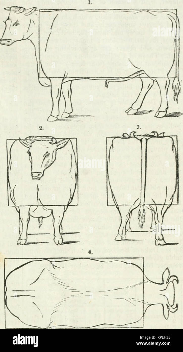 Straight square hind legs hi-res stock photography and images - Alamy