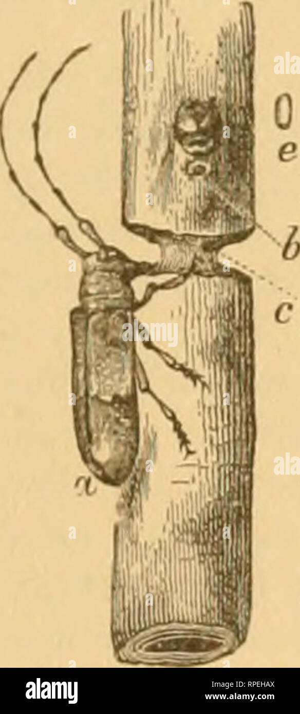 Twig girdler hi-res stock photography and images - Alamy