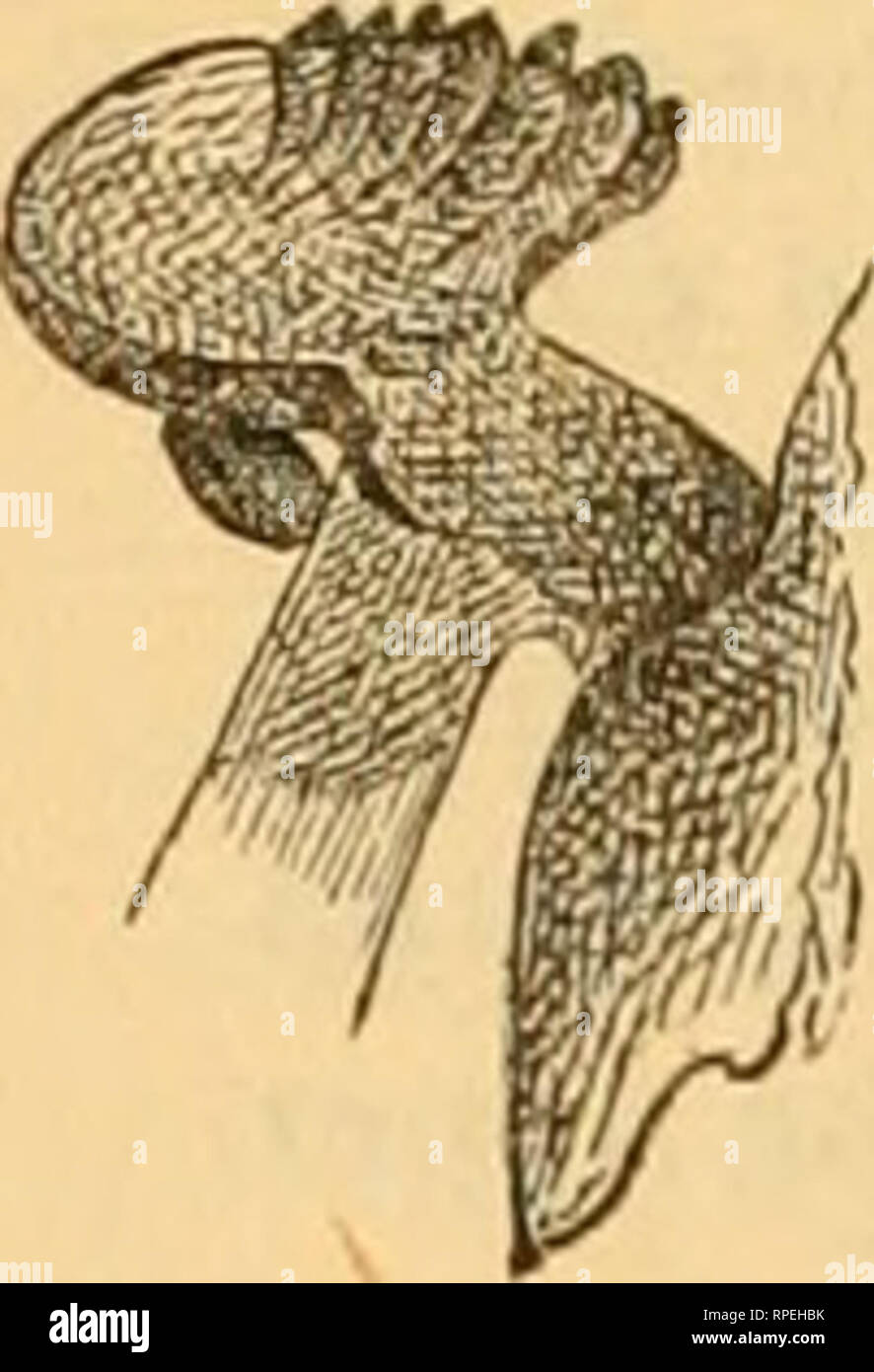 . The American entomologist. Entomology. 294 THE AMERICAN ENTOMOLOGIST ...