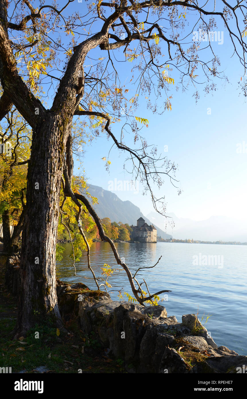 Tree Overlooking Chateau de Chillon, Switzerland Stock Photo - Alamy