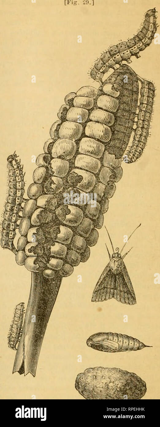 Roasting ears hi-res stock photography and images - Alamy