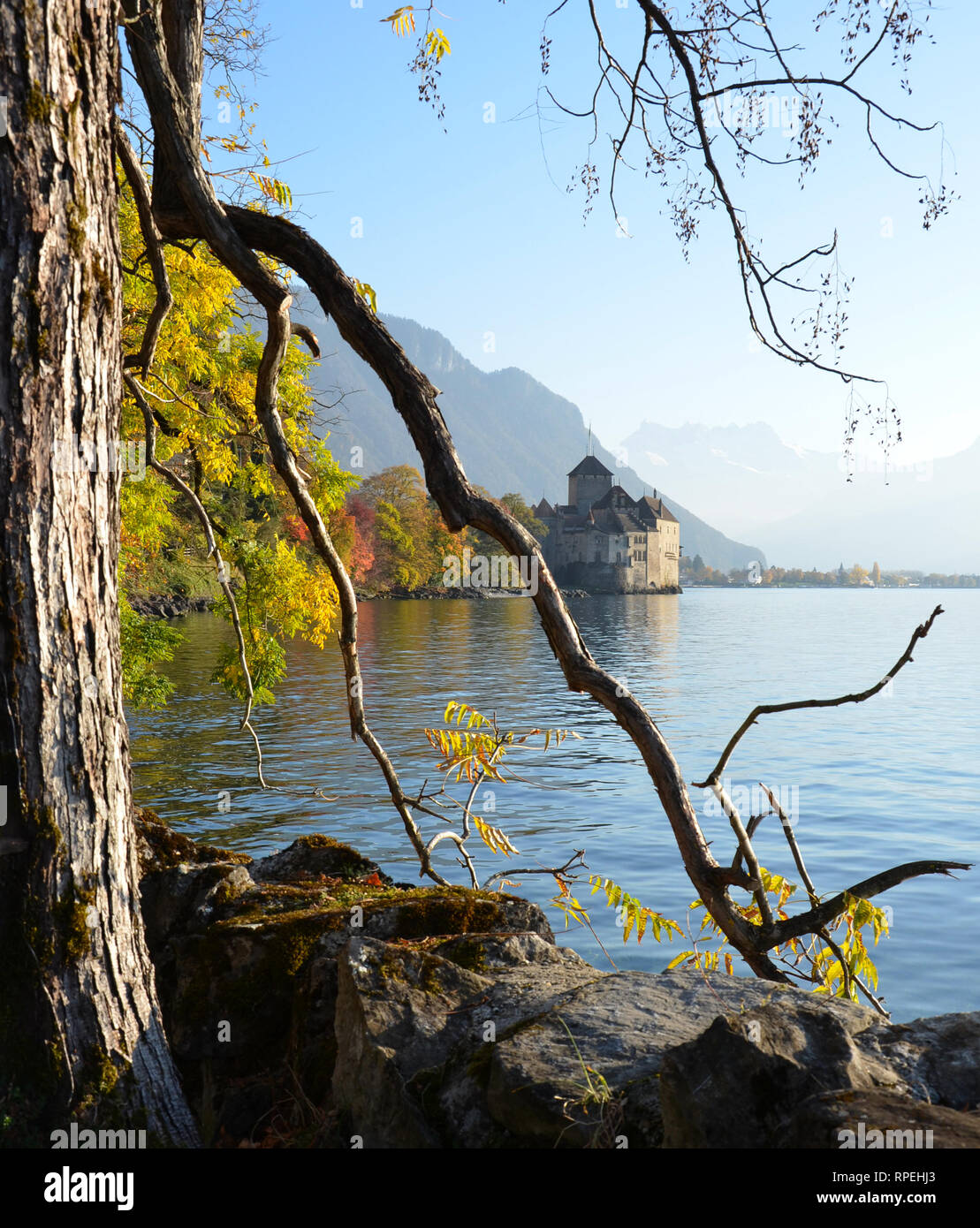 Tree Overlooking Chateau de Chillon, Switzerland Stock Photo - Alamy