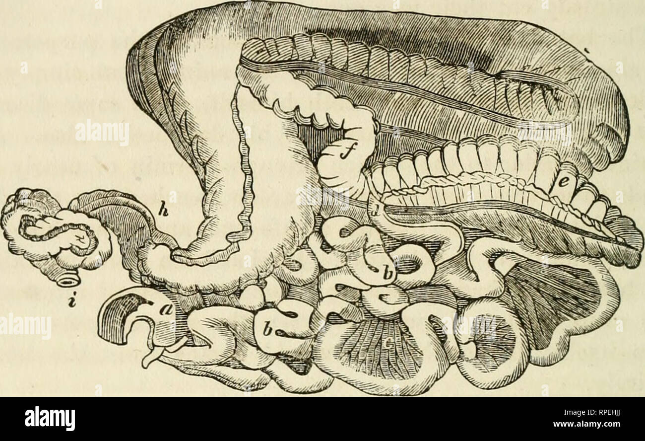 Blind gut hi-res stock photography and images - Alamy