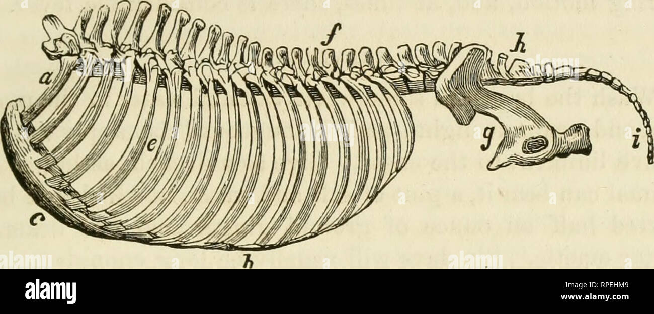 . The American farmer's horse book;. Horses. DISEASES OF THE CHEST AND ...