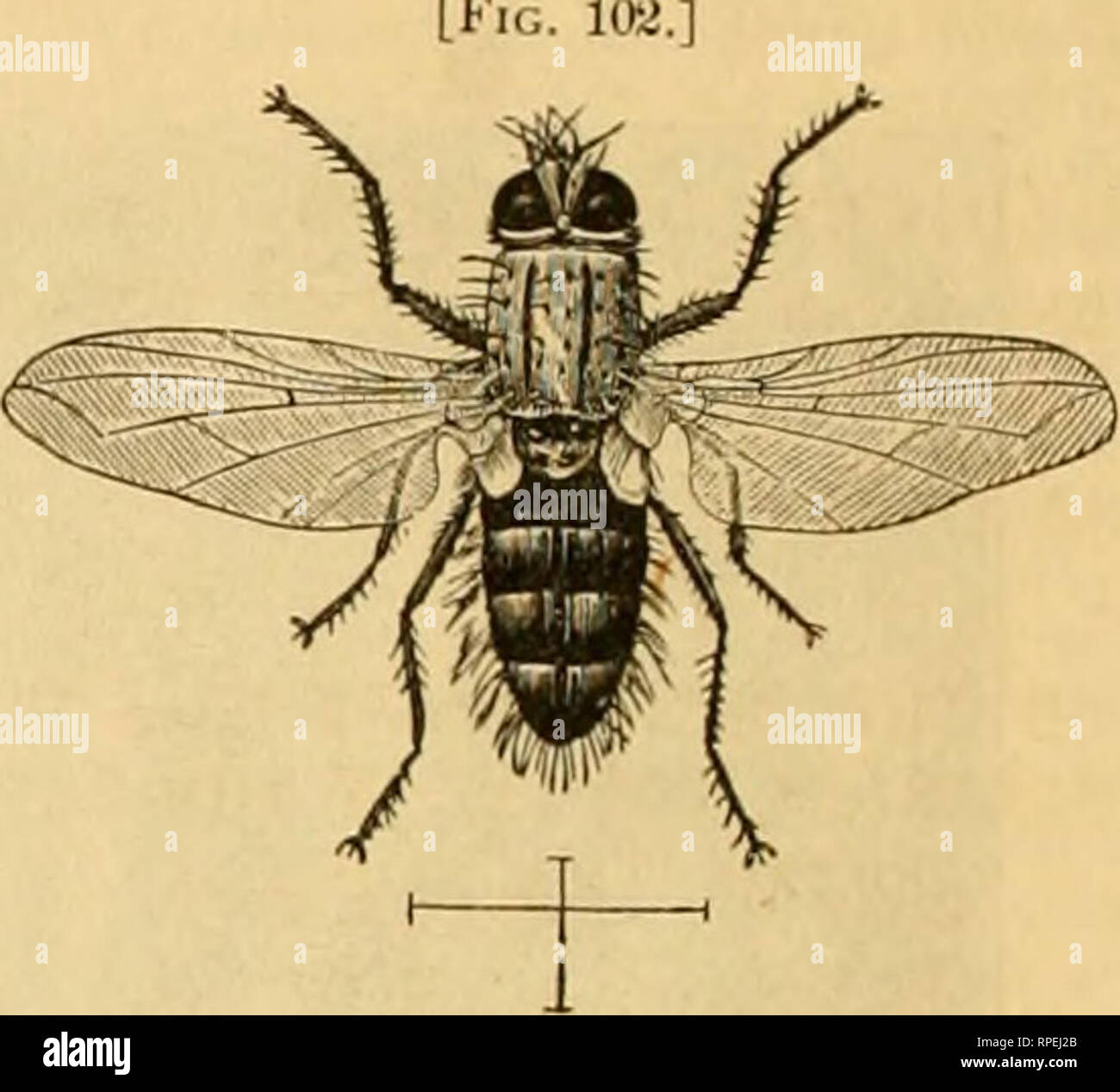 . The American entomologist. Entomology. Harpactor cinctus: a, bug ...