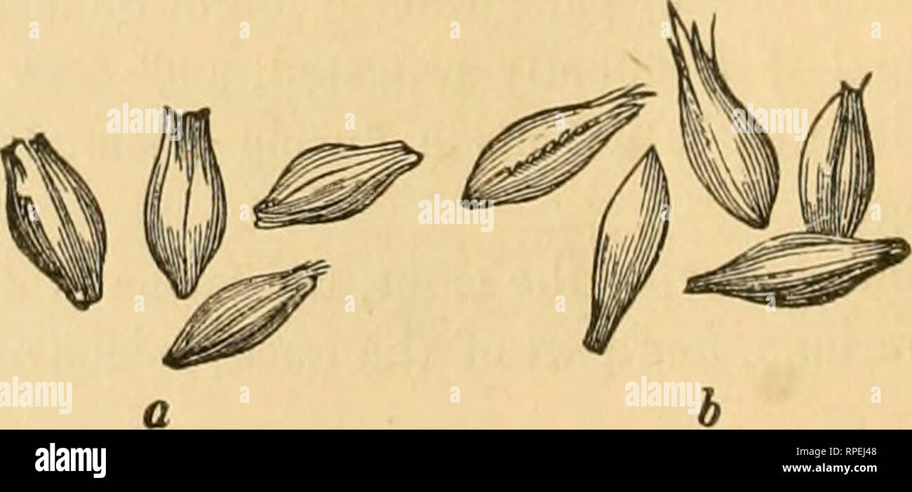 Parasitical disease hi-res stock photography and images - Alamy