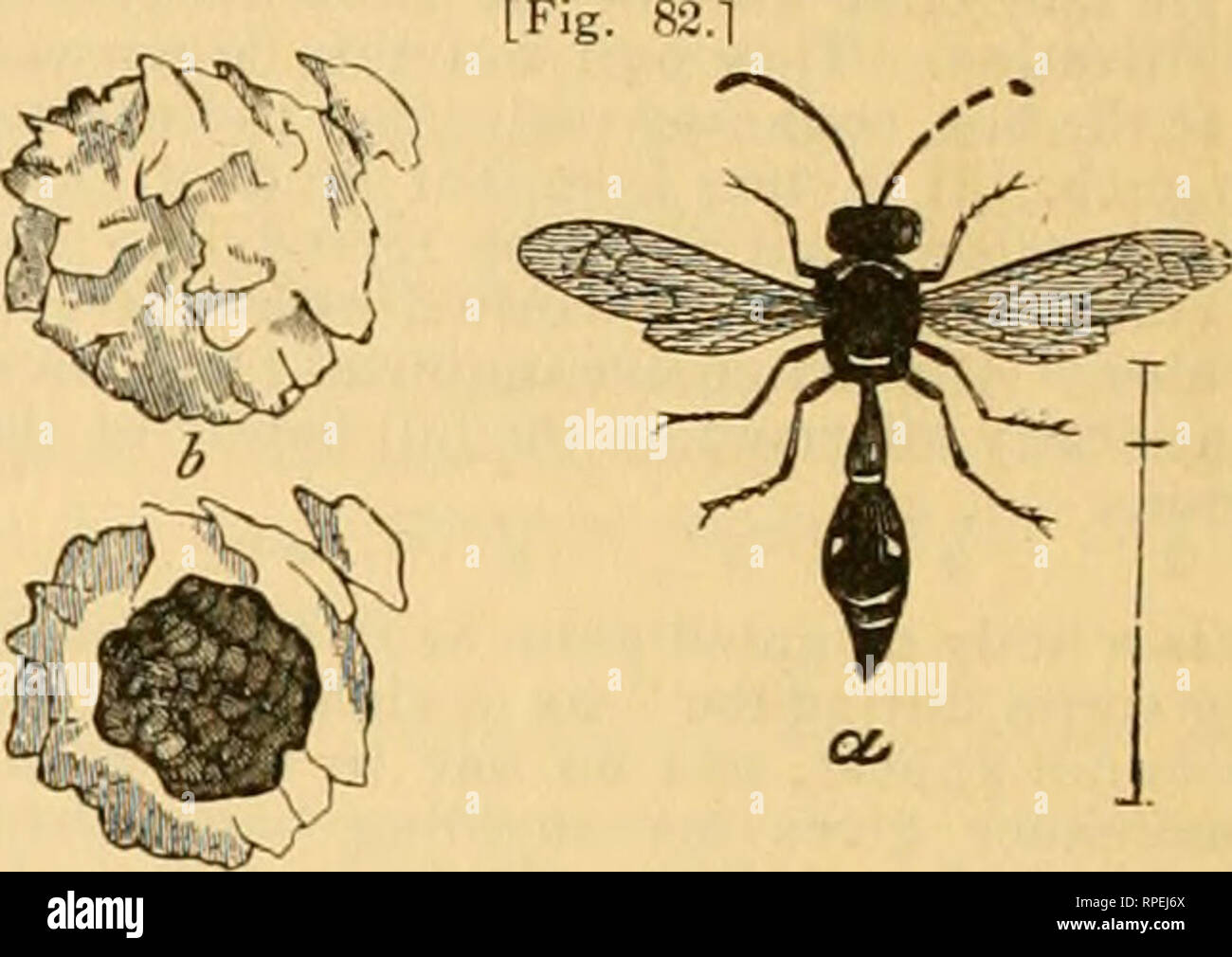 Root eating beetle hi-res stock photography and images - Alamy