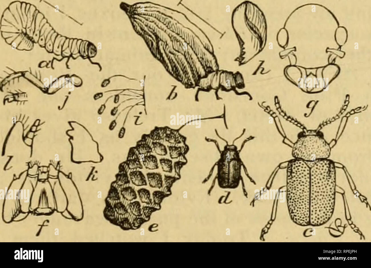 . The American entomologist. Entomology. THE AMERICAN ENTOMOLOGIST. 227 ...