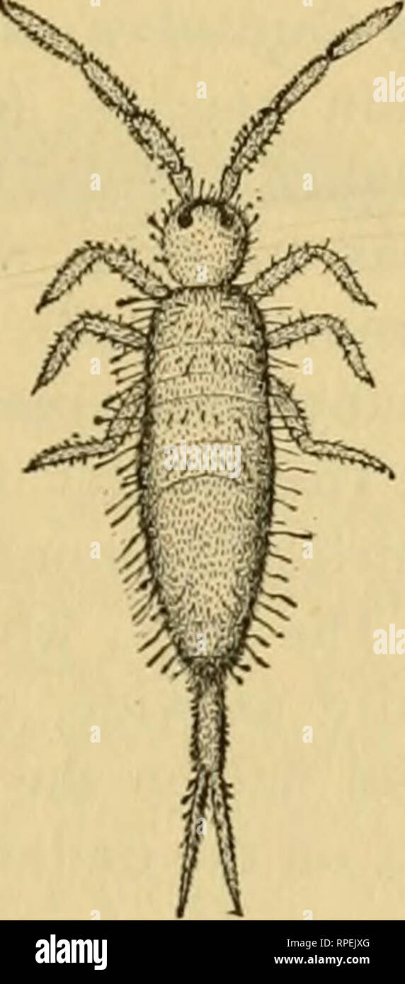 . The American entomologist. Entomology. Degeeria lanugi- nosa (after ...