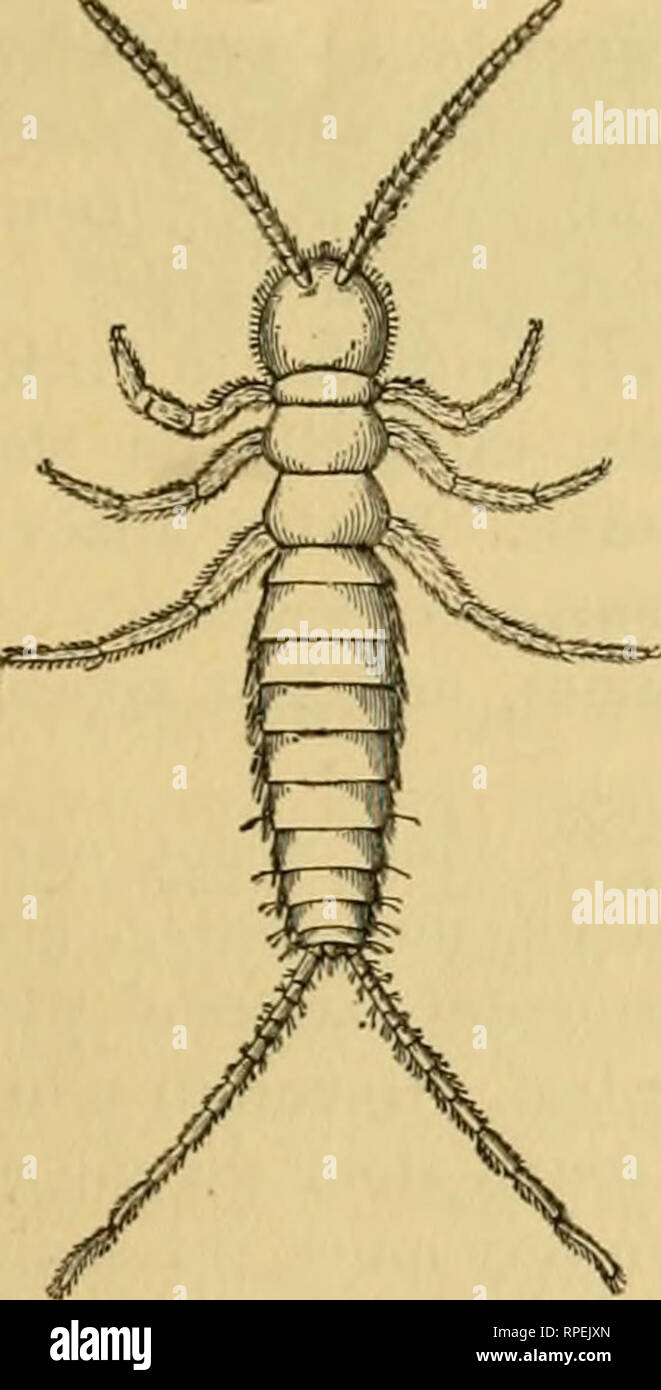 Campodea hi-res stock photography and images - Alamy