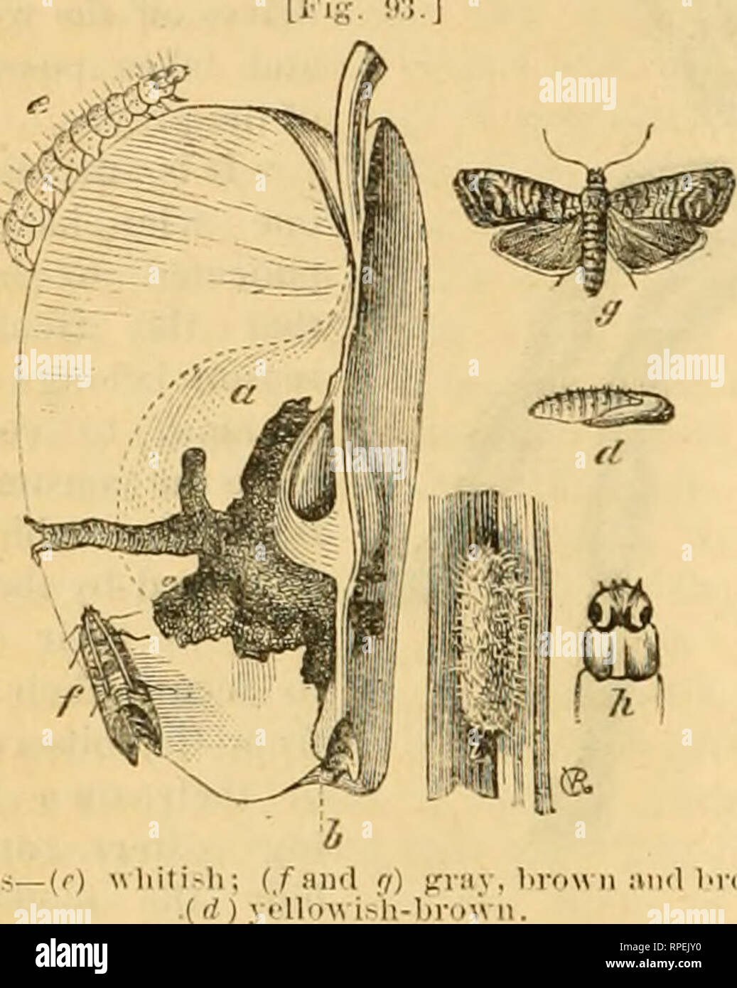 Excrement worms hi-res stock photography and images - Alamy