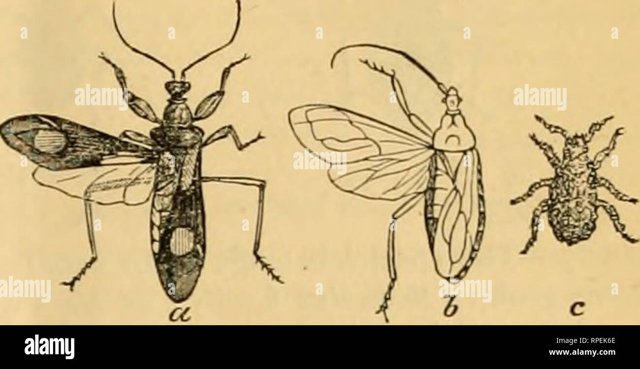 Chigoe flea hi-res stock photography and images - Alamy