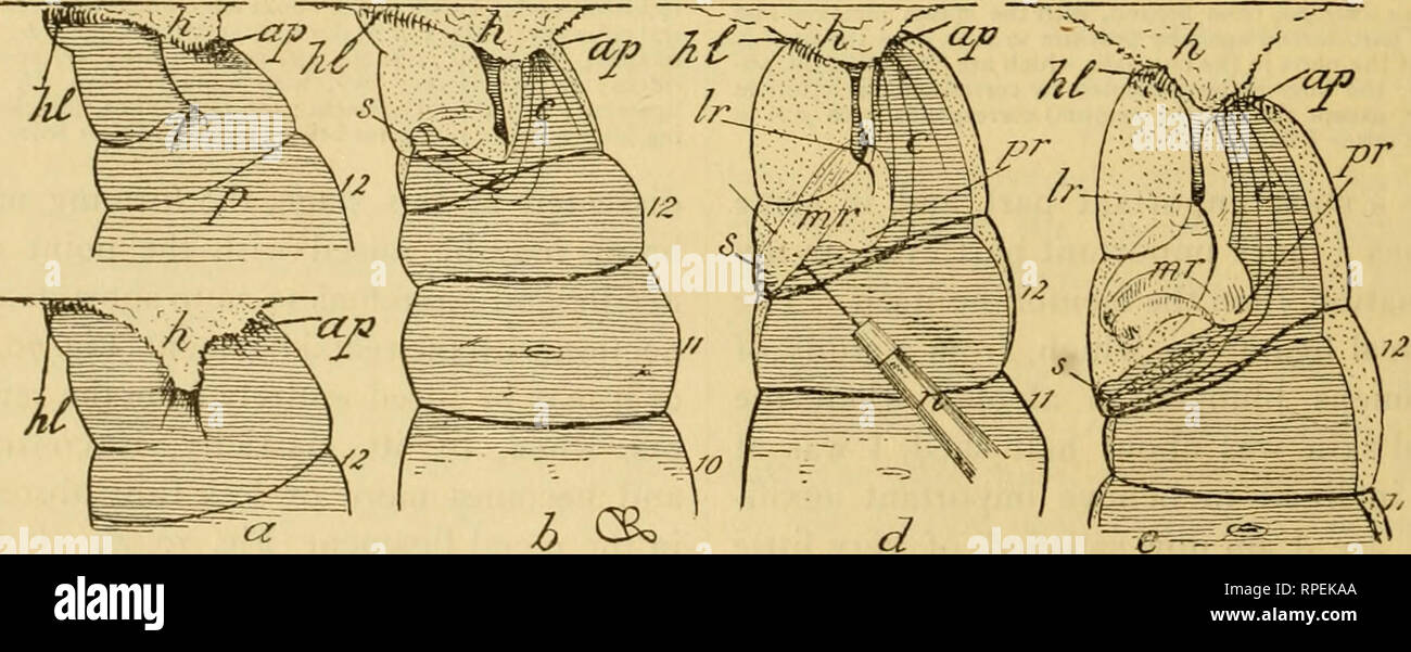 . The American entomologist. Entomology. A, chrysalis of Terias: B ...