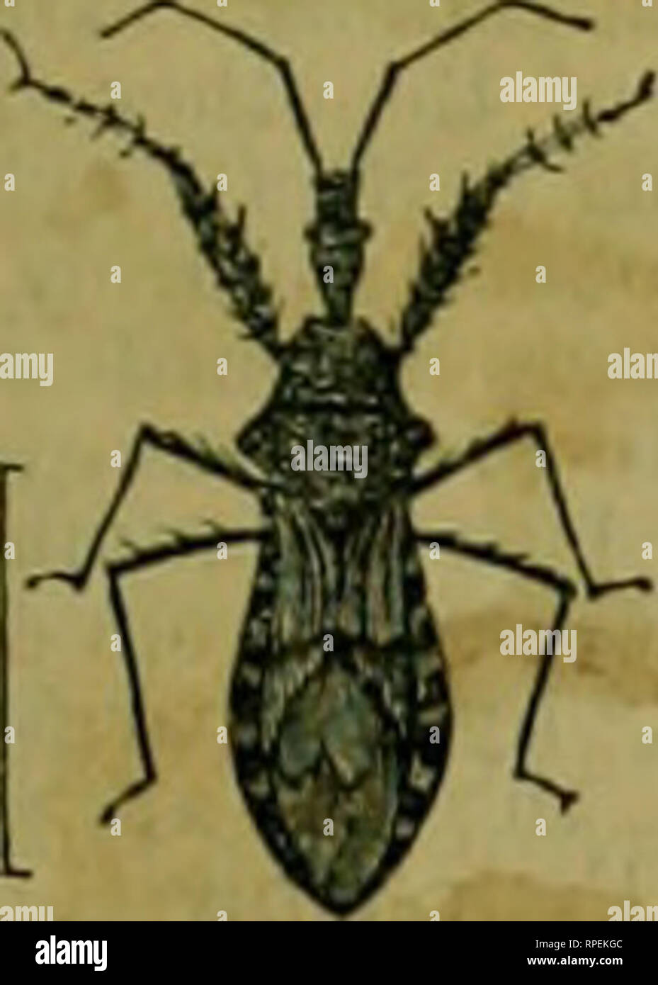 . The American entomologist. Entomology. THE AMERICAN ENTOMOLOGIST. 207 ...