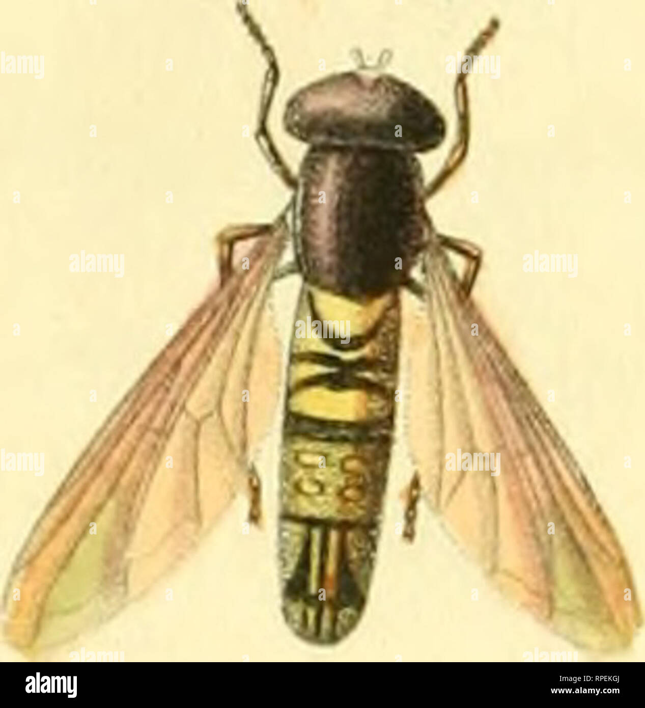 . American entomology, or Descriptions of the insects of North America ...