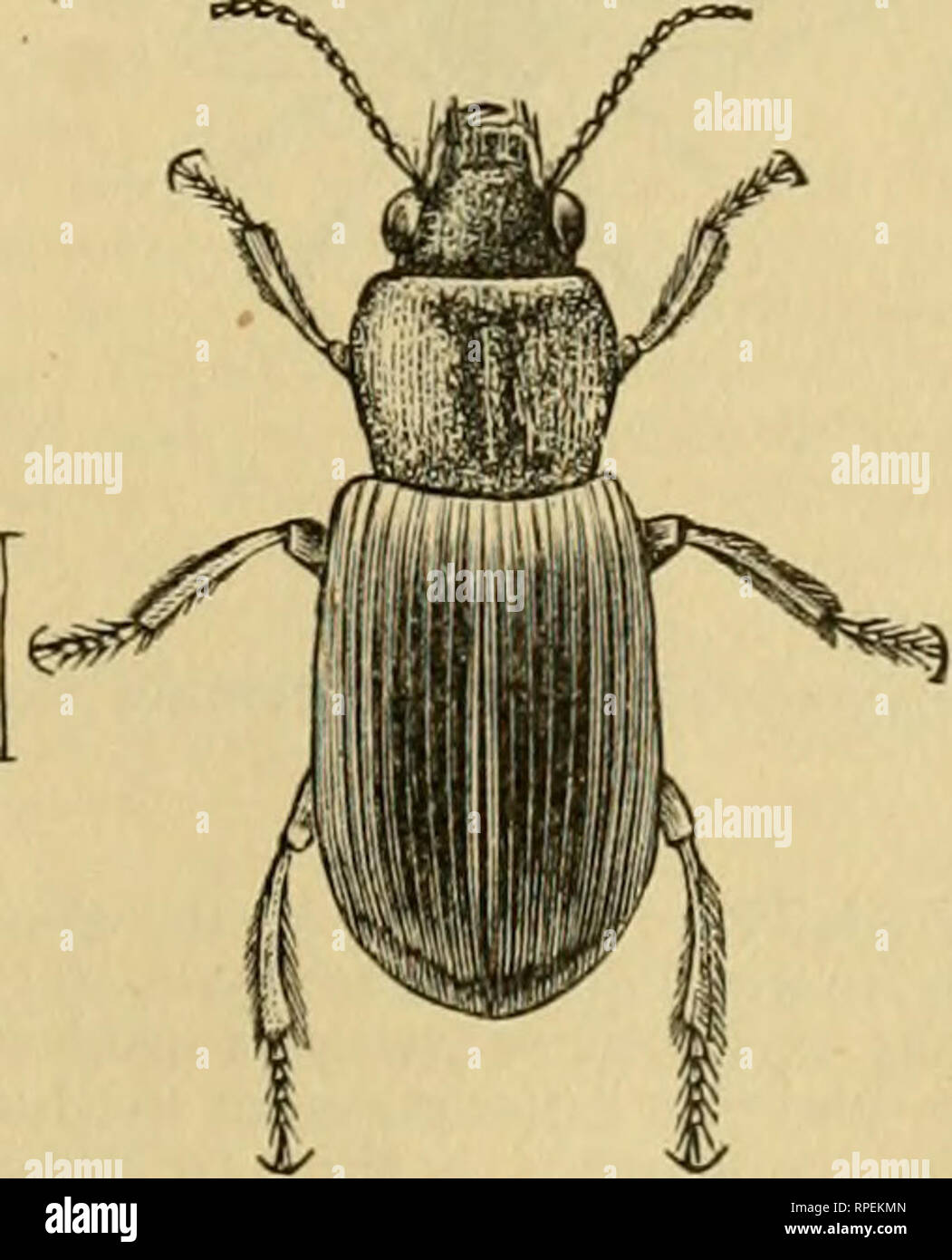 Galerita beetle hi-res stock photography and images - Alamy