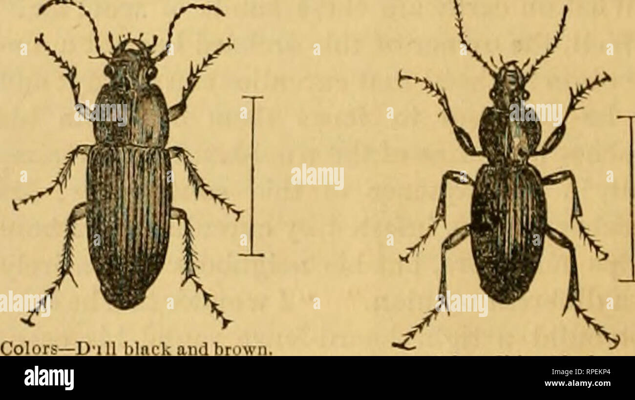 . The American entomologist. Entomology. /,® l^ J^ Colurs—Brown and ...