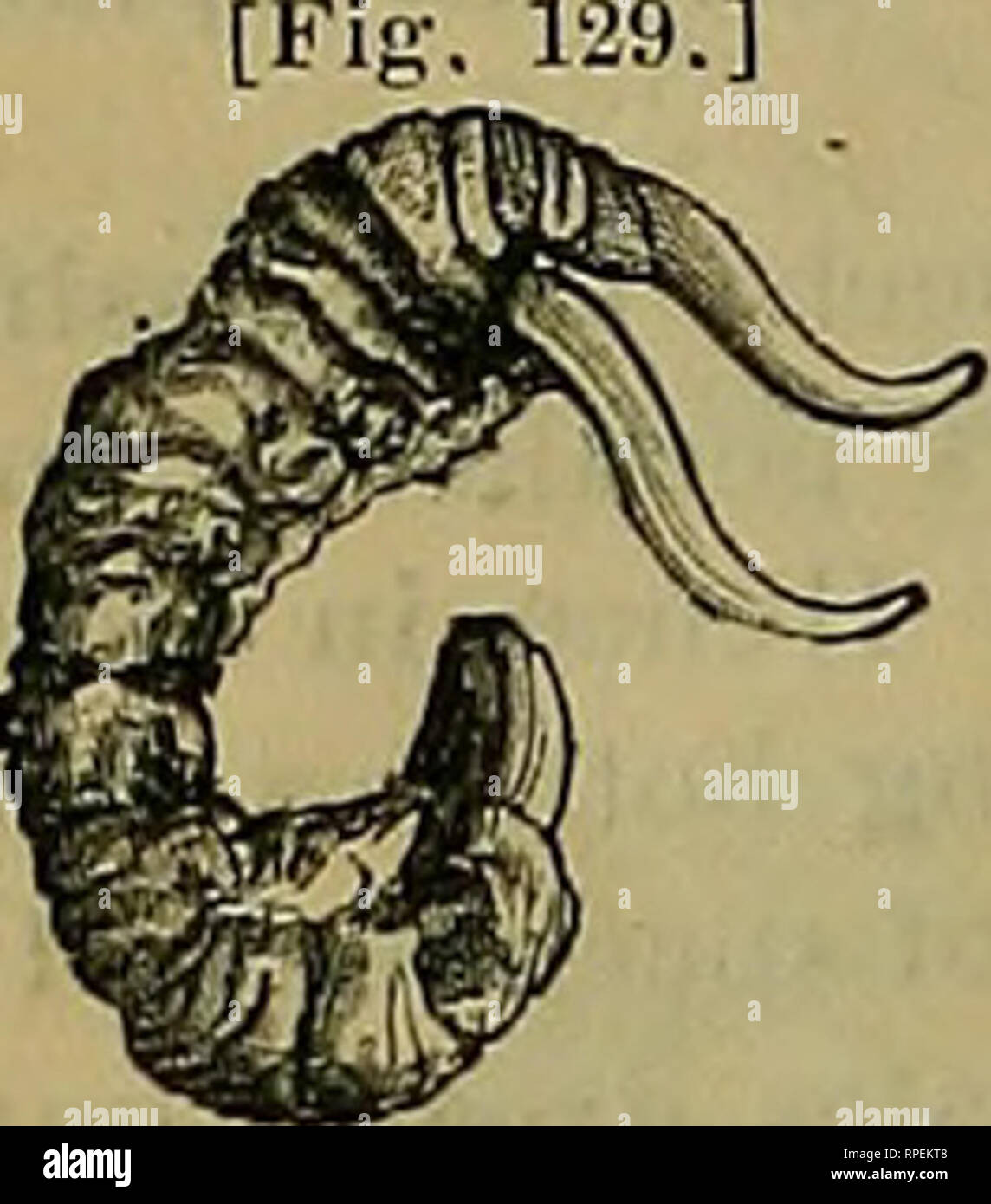 . The American entomologist. Entomology. 186 THE AMERICAN ENTOMOLOGIST ...