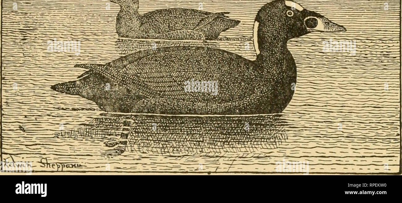 Red patch behind head male hi-res stock photography and images - Alamy