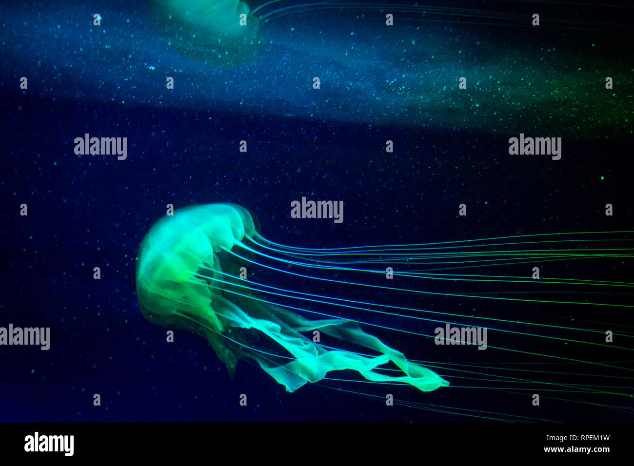 Stingy fish hi-res stock photography and images - Alamy