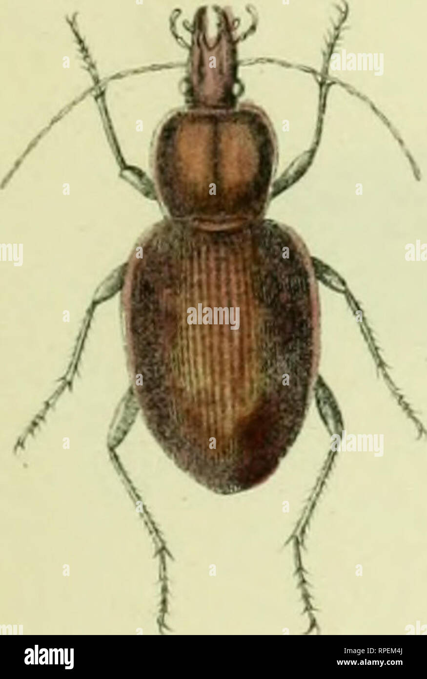 . American entomology : a description of the insects of North American ...