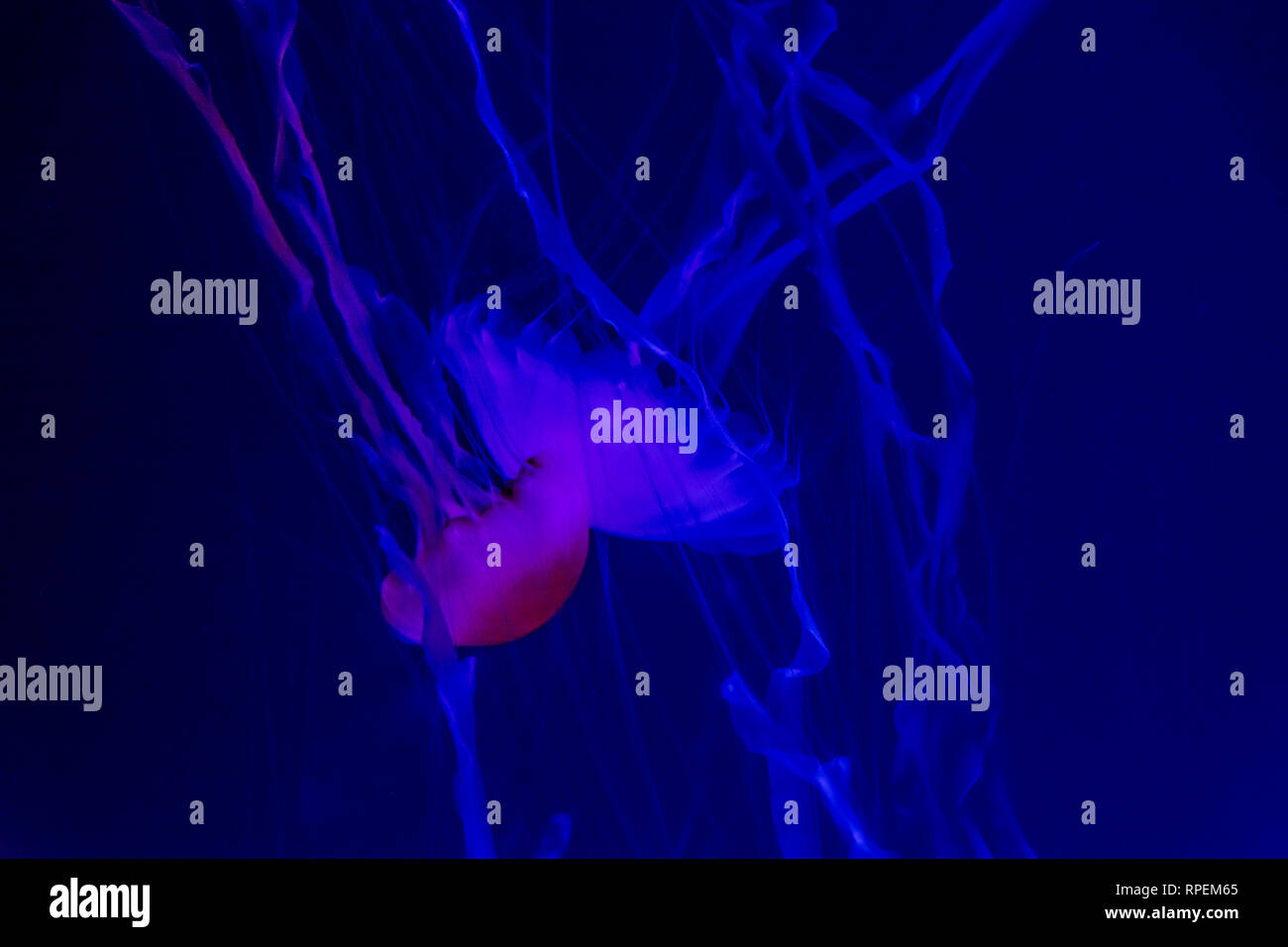 Stingy fish hi-res stock photography and images - Alamy