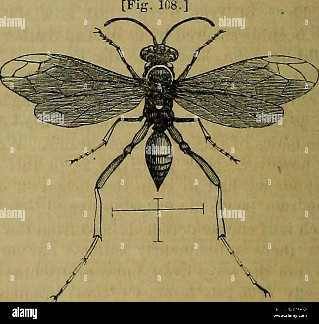 . The American entomologist. Entomology. 136 THE AMEEICAN ENTOMOLOGIST ...