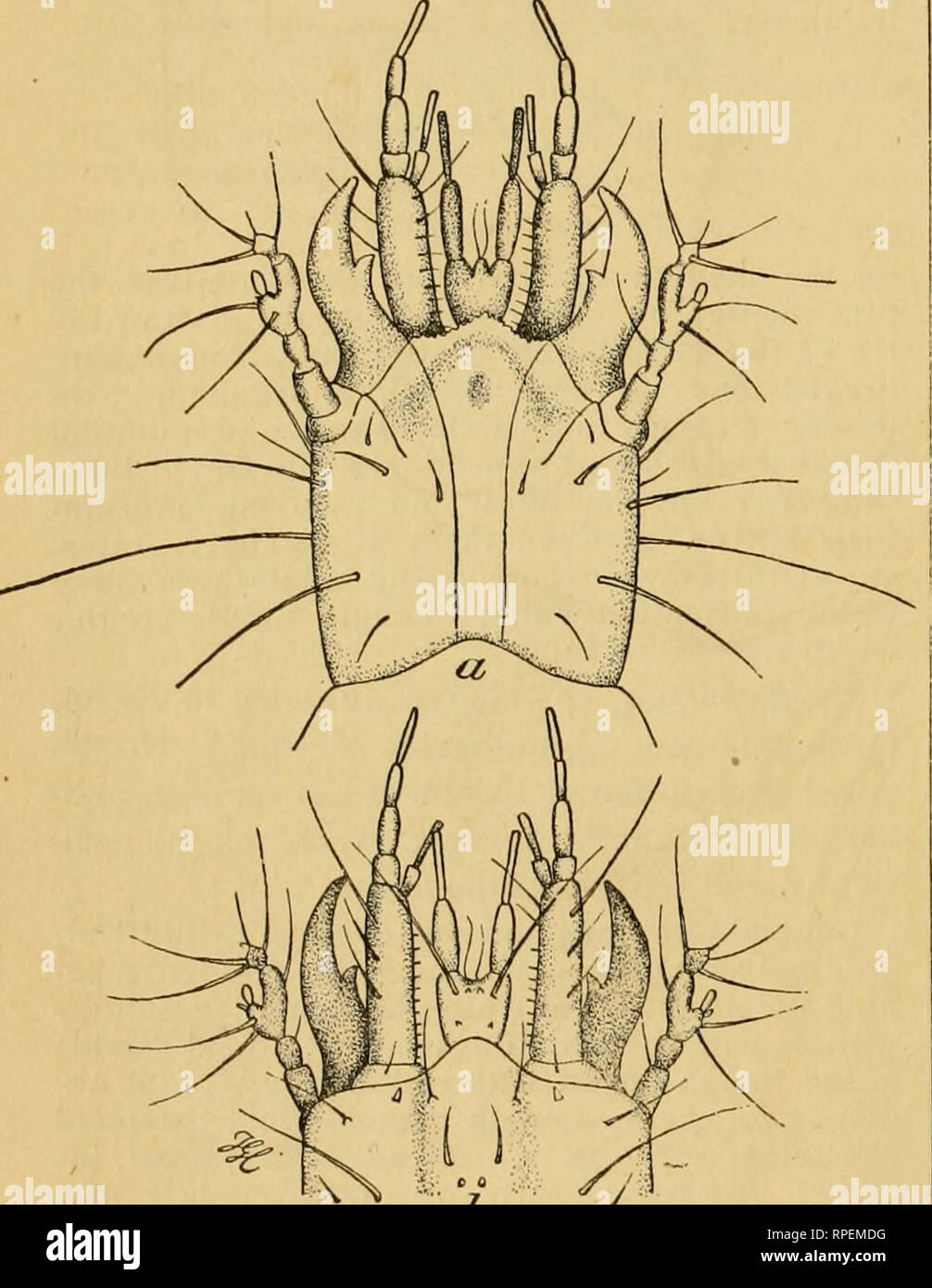 Short tooth cardinal hi-res stock photography and images - Alamy