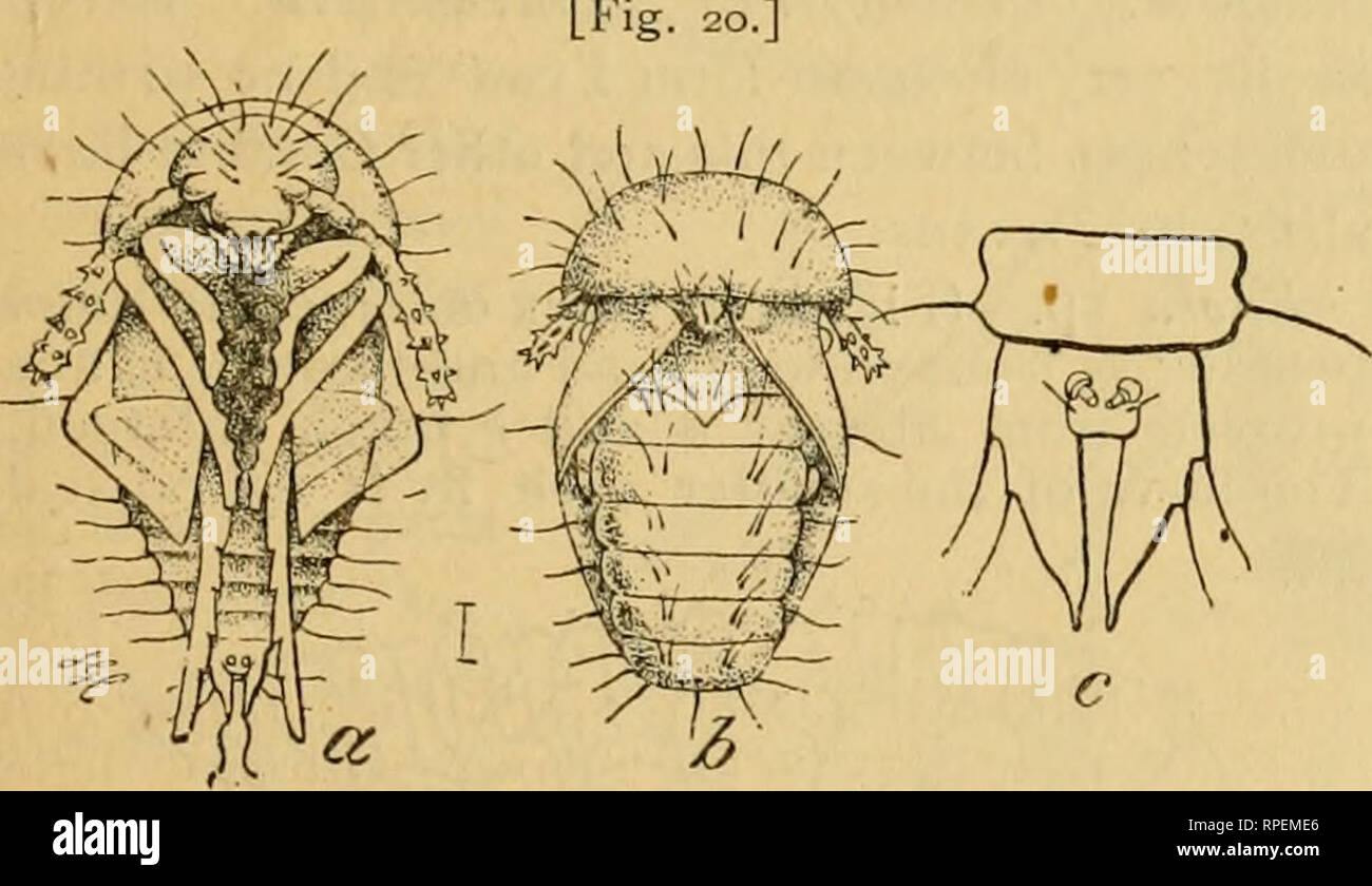 . The American entomologist. Entomology. THE AMERICAN ENTOMOLOGIST. 8i ...