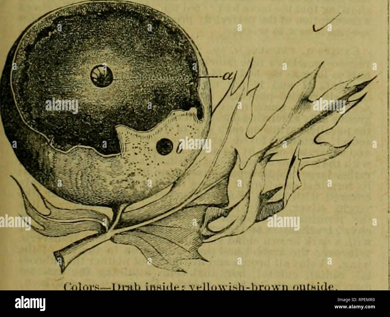 Formation of galls hi-res stock photography and images - Alamy