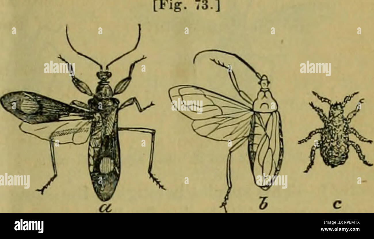 Under the toe nails hi-res stock photography and images - Alamy