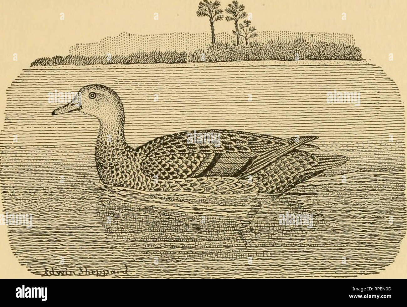 Green wing cast hi-res stock photography and images - Alamy