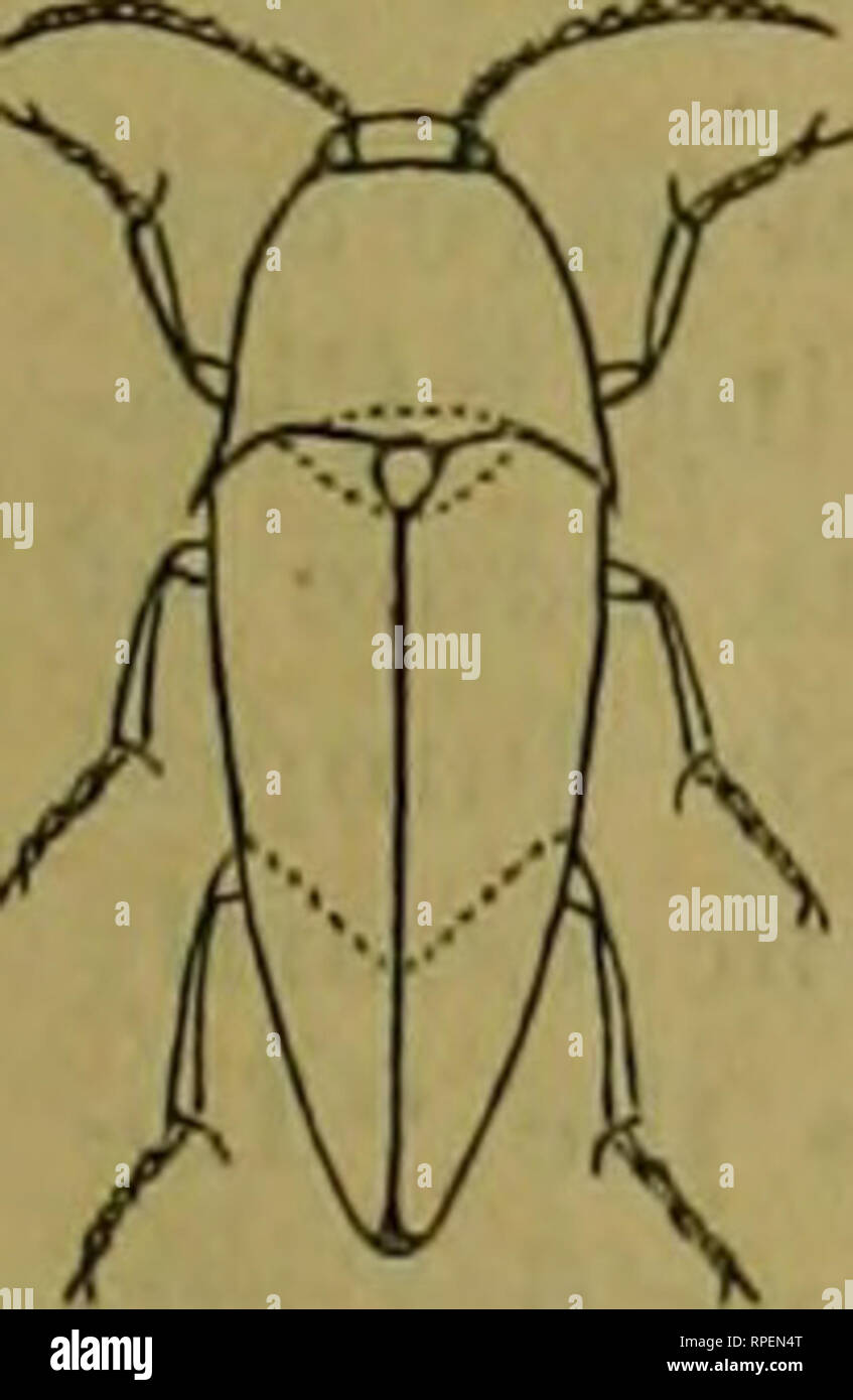 Black beetle jet hi-res stock photography and images - Alamy