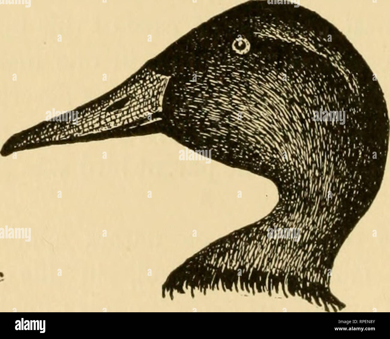 Principal duck hi-res stock photography and images - Alamy