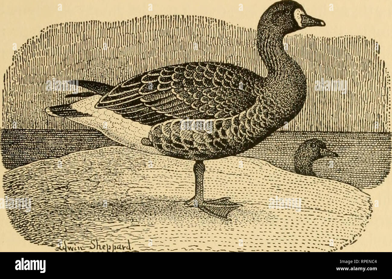 . American duck shooting. Duck shooting; Ducks. WHITE-FRONTED GOOSE ...