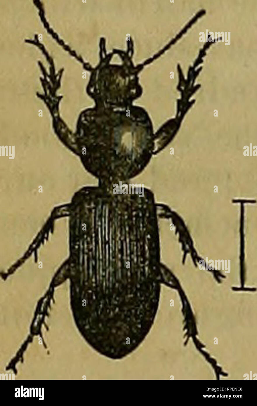 Female lacewing hi-res stock photography and images - Alamy