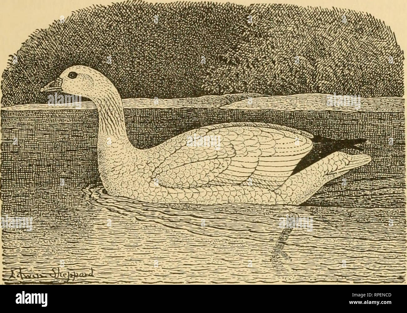 Wart duck hi-res stock photography and images - Alamy