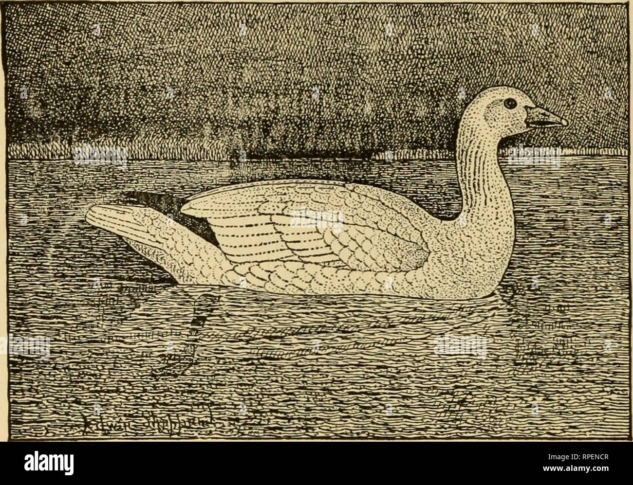 One duck walk on snow hi-res stock photography and images - Alamy