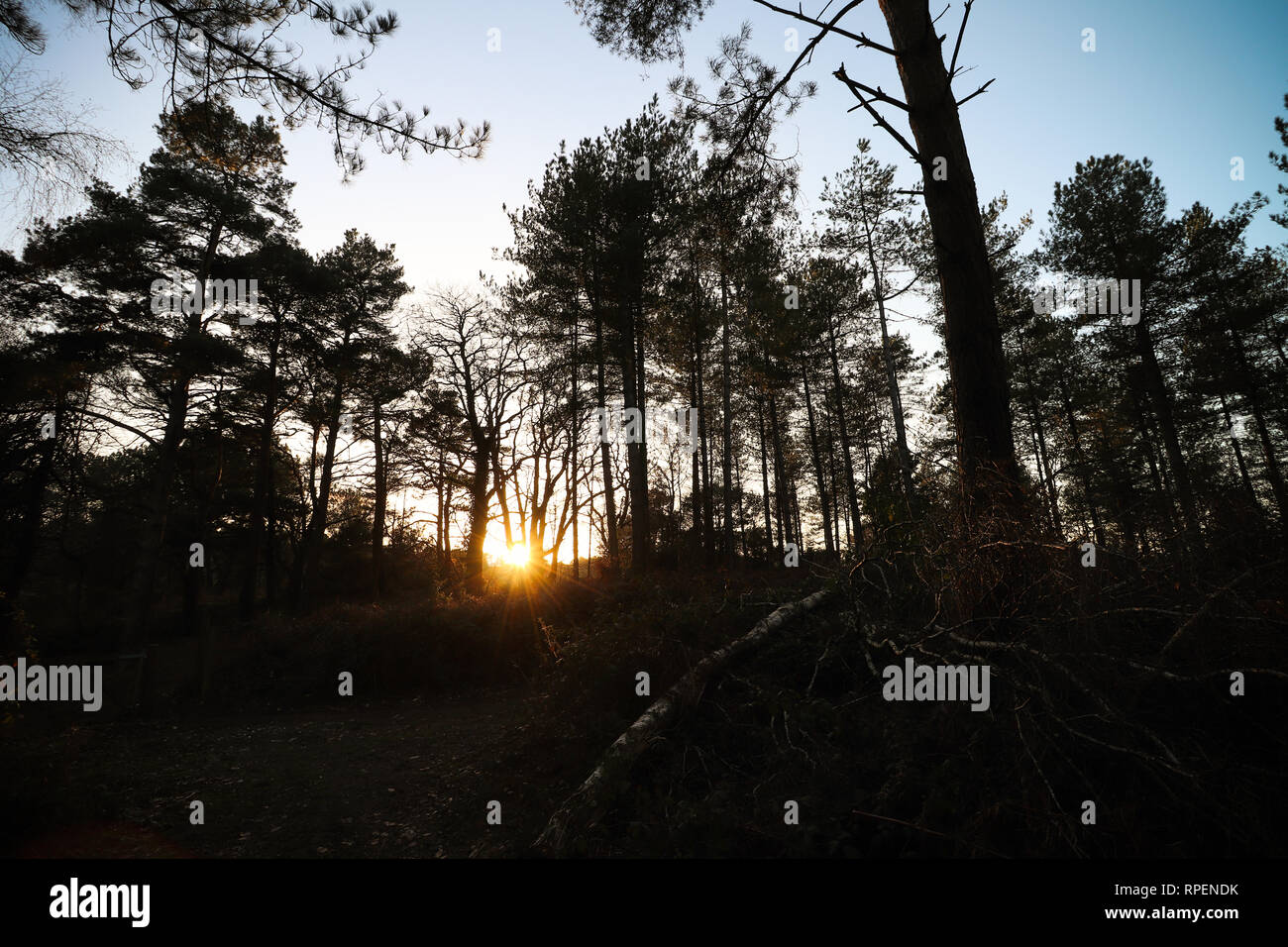 Sunbeams woods hi-res stock photography and images - Alamy