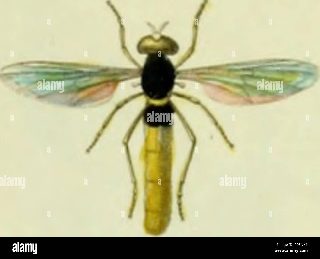 . American entomology : a description of the insects of North American ...