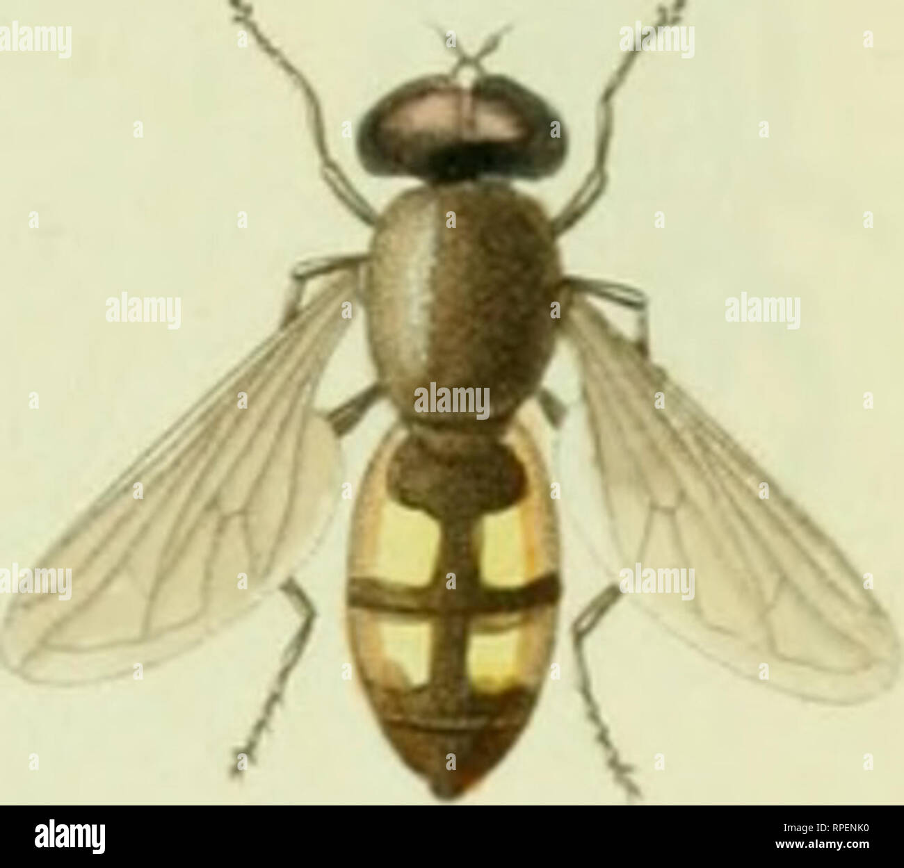 . American entomology : a description of the insects of North American ...