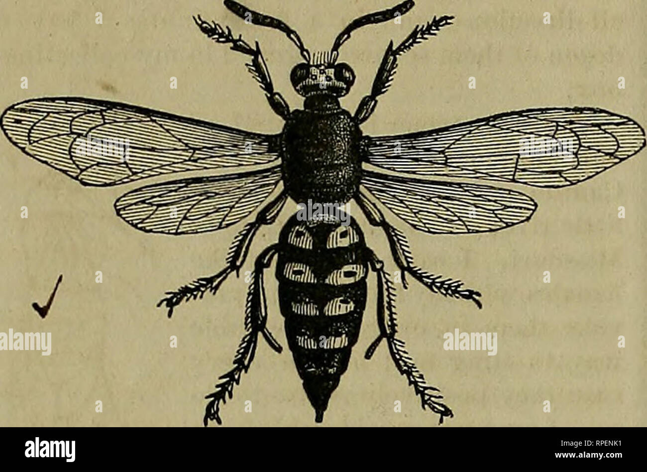 Stizus hi-res stock photography and images - Alamy